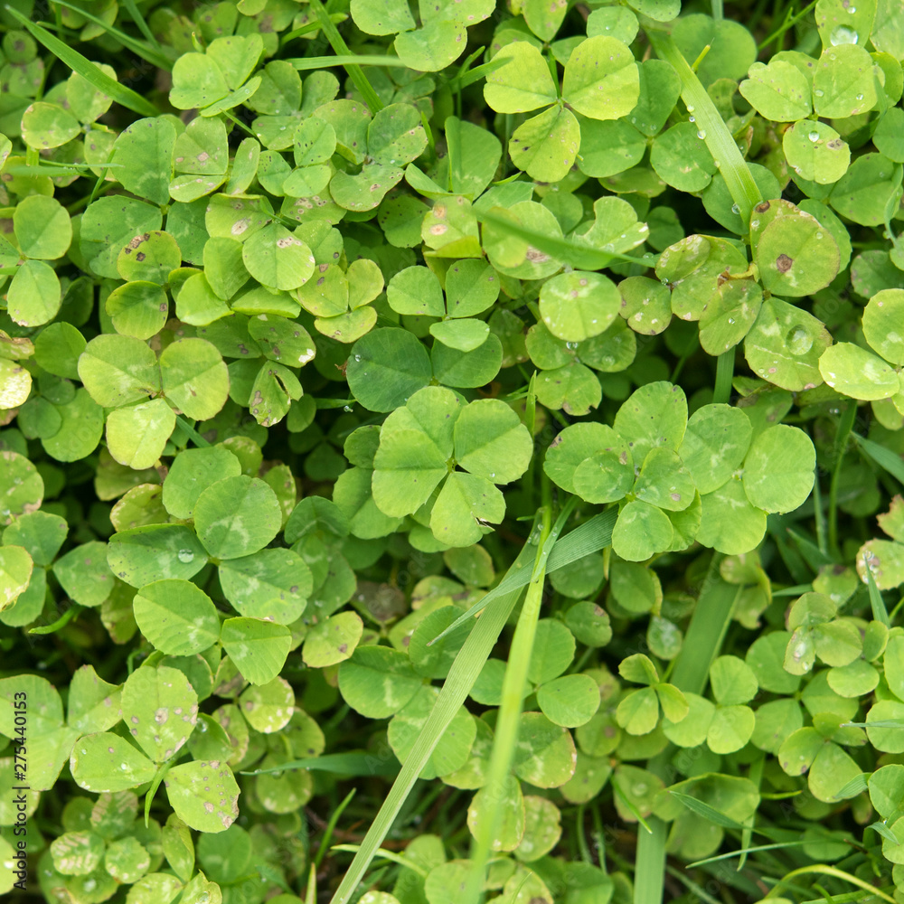 Klee clover vierblättrig Glück vierblättriges kleeblatt four-leaf ...