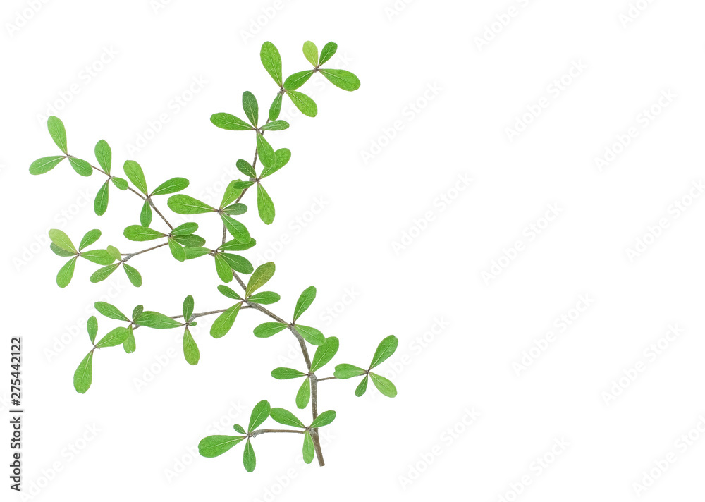 Green leaf isolated on white background with clipping path, Frame with ...