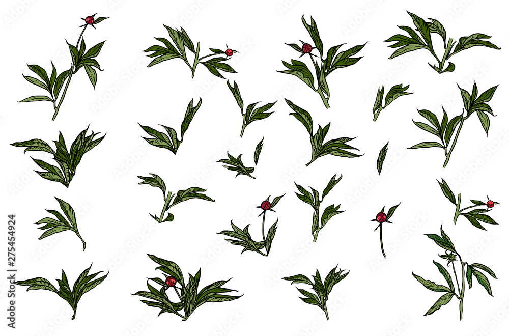 Vector illustration. Hand drawing on a graphic tablet. A set of plant ...