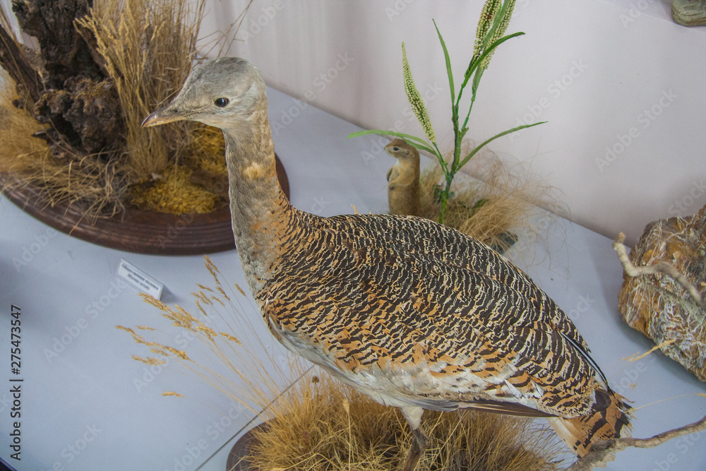 The bustard is a large bird of the family of the bustard. Stock Photo ...
