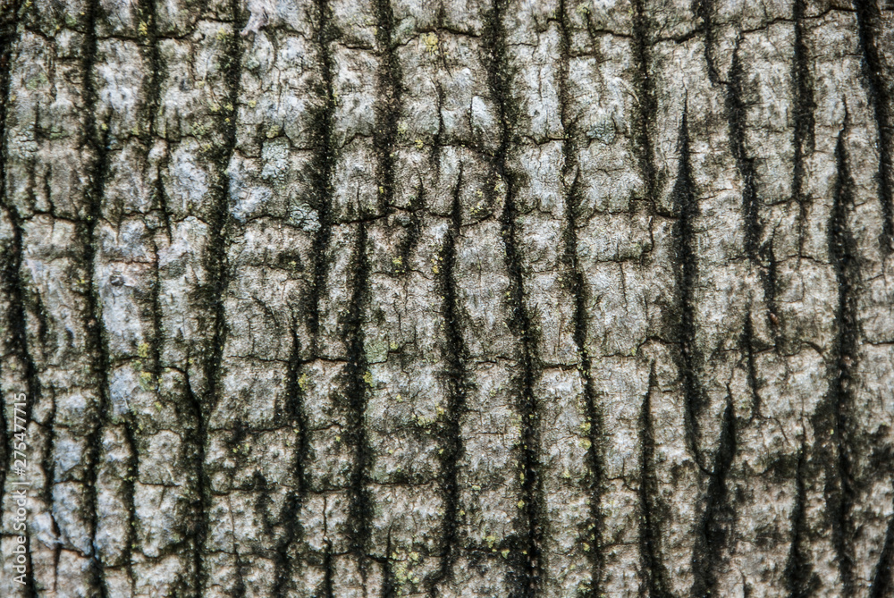 Old palm tree trunk texture, closeup. Aged Solid Wood Slat Rustic ...