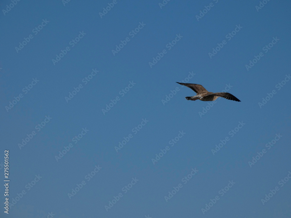 Gaviota volando y surcando el cielo azul. Las gaviotas tienen grandes ...