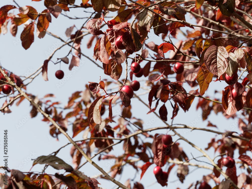 Prune-cerise, fruit ou drupe rouge du Cerisier Myrobolan ou prunier ...