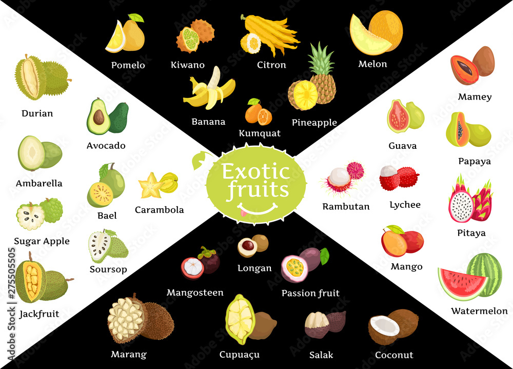 Tropical fruits vector, kiwano and avocado, durian and kumquat ...