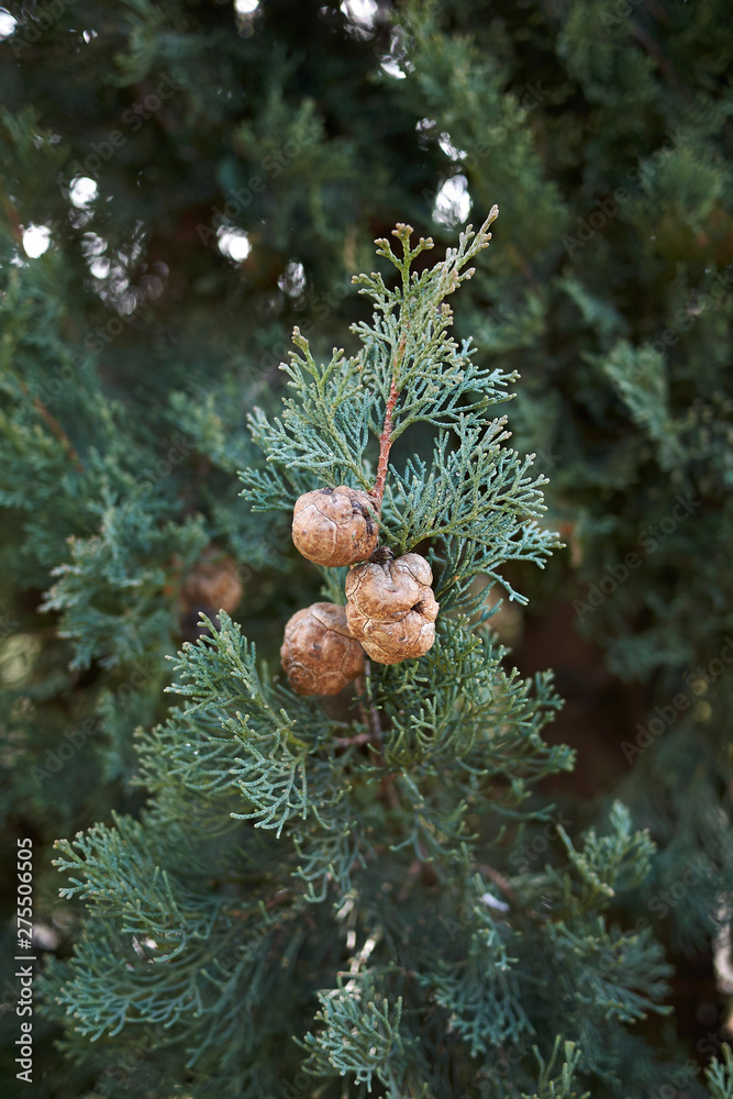 Cupressus sempervirens Stock Photo | Adobe Stock