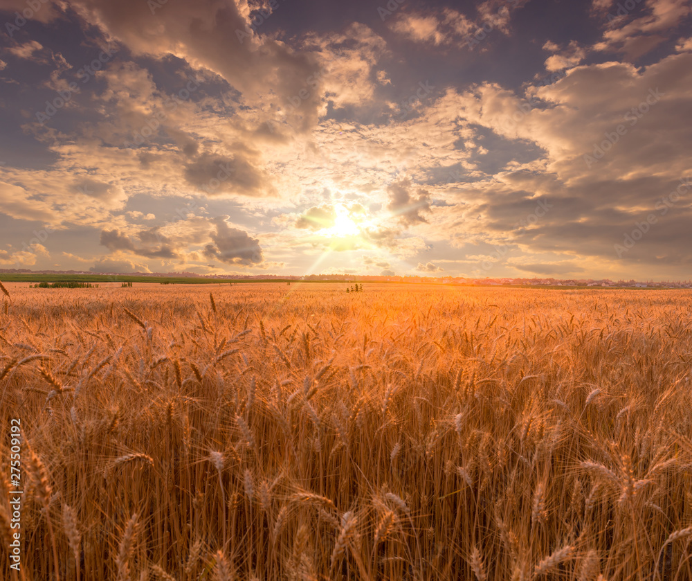 Wheat Field Sunset