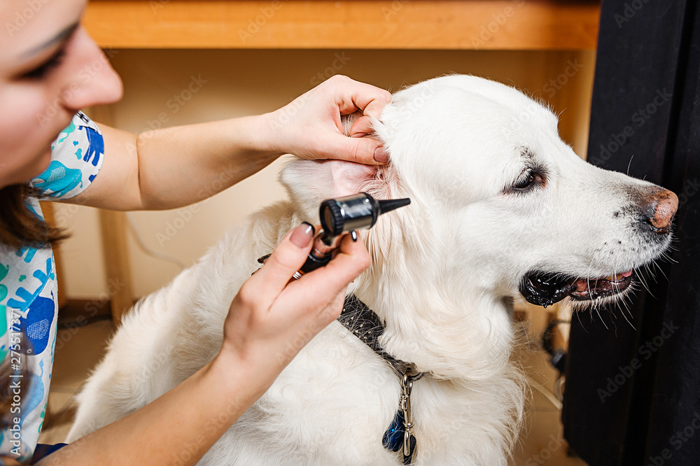 Otoscopy dogs. Examination of the dog's ears in veterinary medicine ...