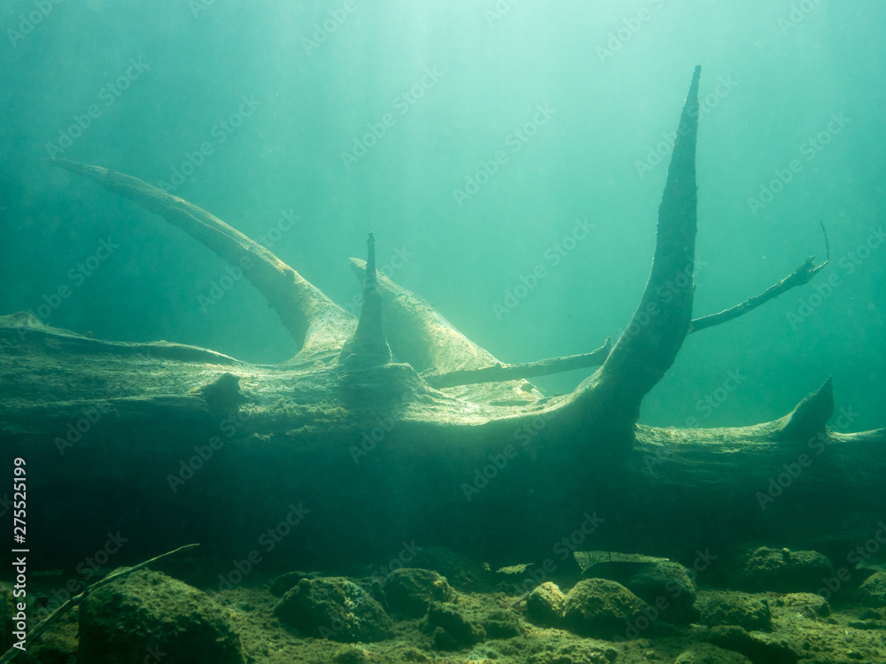 Underwater backlight view of old sunken tree with branches Stock Photo ...