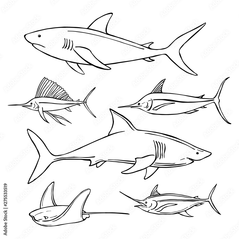Hand drawn sea fish. Sharks. Vector sketch illustration. Stock Vector ...