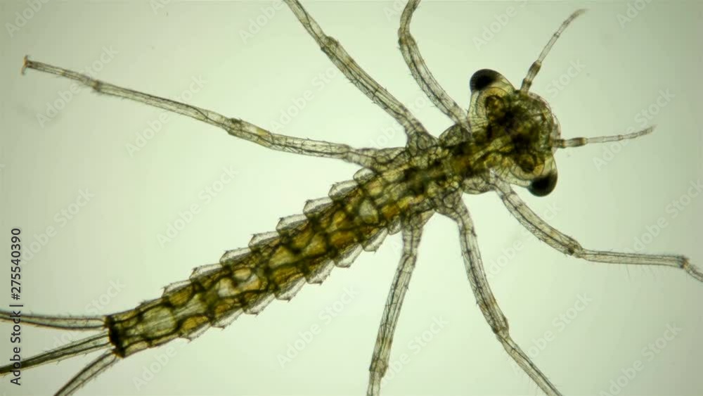 Vidéo Stock The larva of dragonflies under a microscope, lives in ponds ...