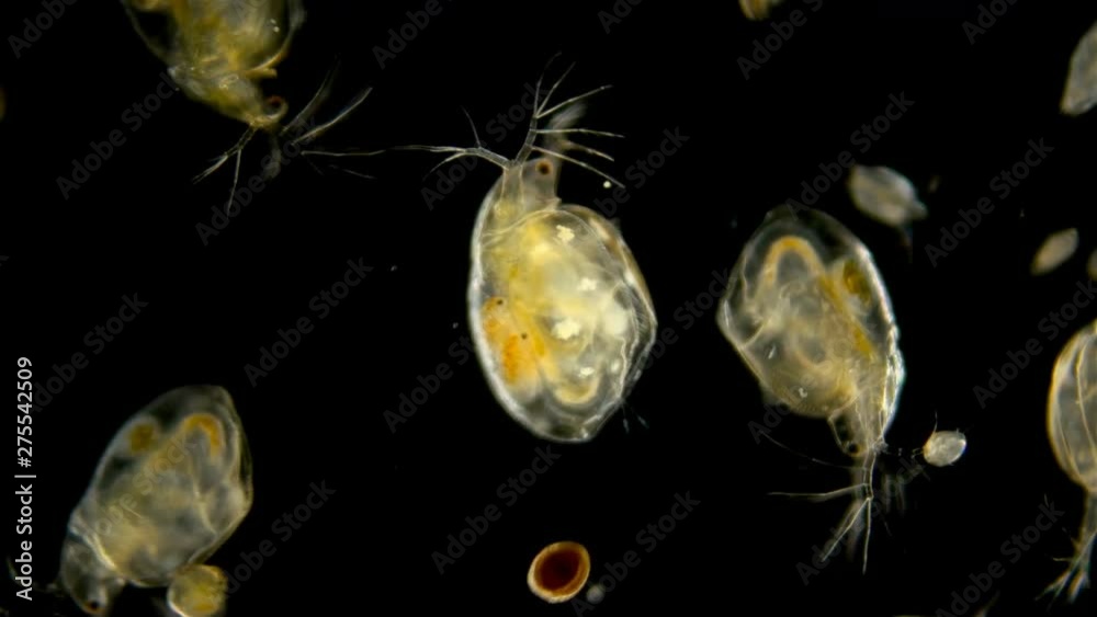 Zooplankton under the microscope. Chaotic movement of a variety of ...