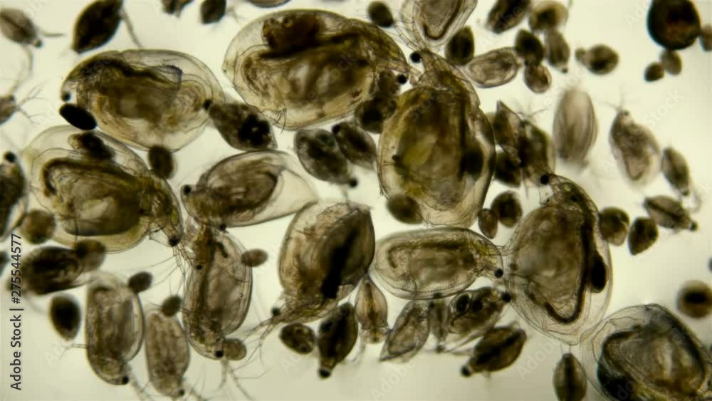 Zooplankton under the microscope. A colony of different plankton ...