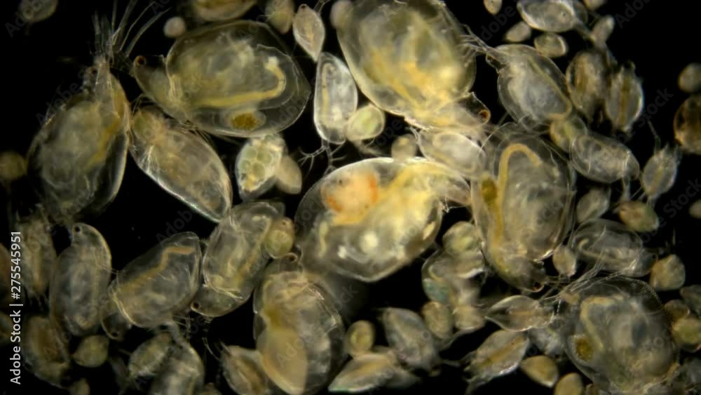 Zooplankton under the microscope. A colony of different plankton ...