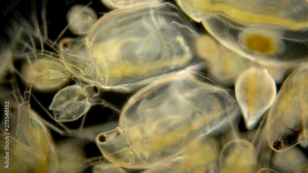 Zooplankton under the microscope. A colony of different plankton ...