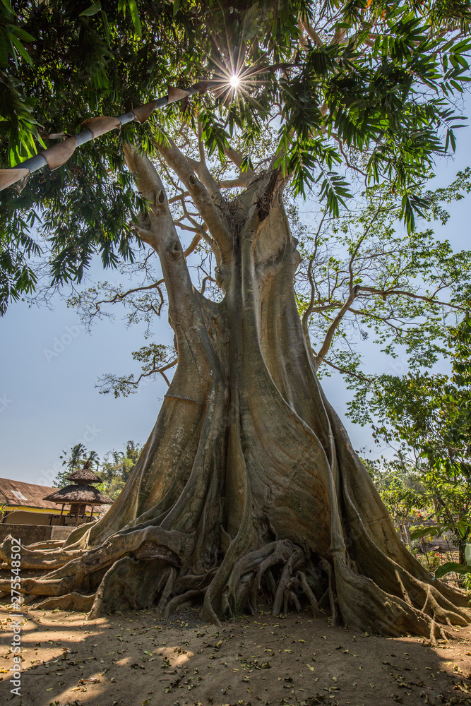 Large 500 year old Banyan tree in Rumah Desa, Bali, Indonesia Stock ...