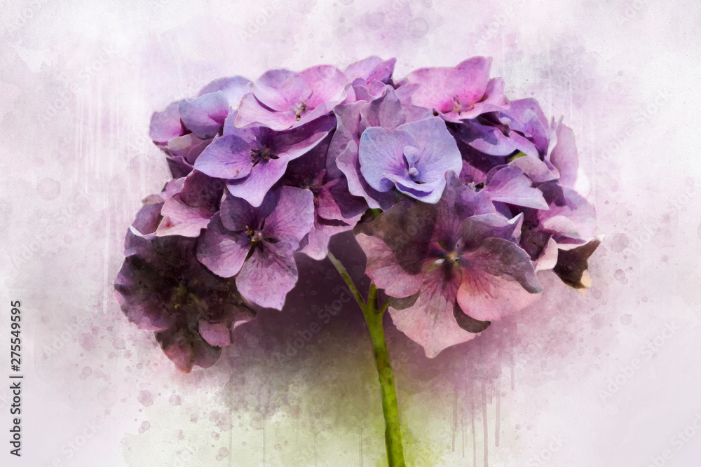 Purple Hydrangeas Drawing