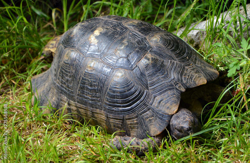 The Dalmatian tortoise or Hermann tortoise (Testudo hermanni ) is one ...