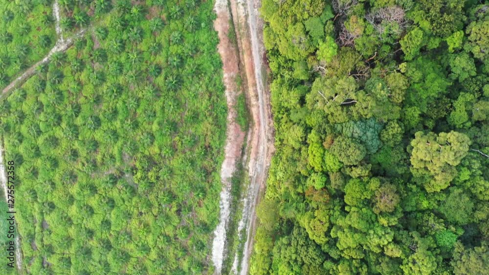 Vidéo Stock Oil palm plantation and rainforest. Deforestation of forest ...