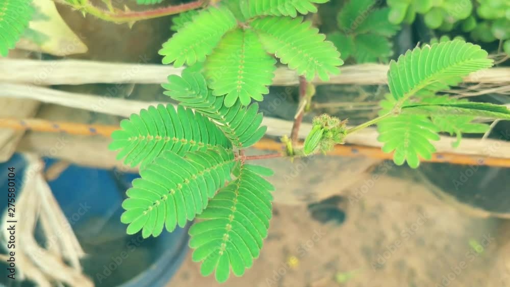 mimosa pudica plant also known as shy or touch me not plant being ...