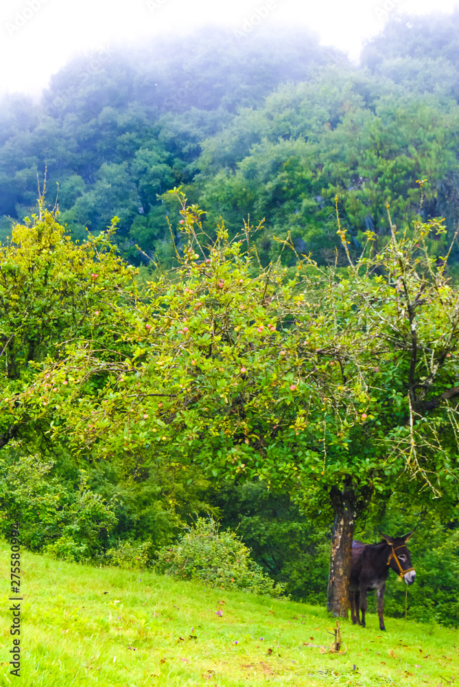 Selva en la huasteca potosina Stock Photo | Adobe Stock