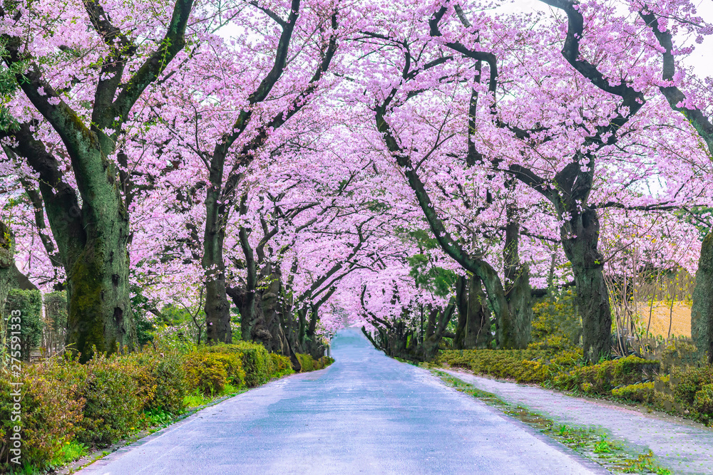 Walking path under the beautiful sakura tree or cherry tree tunnel in ...