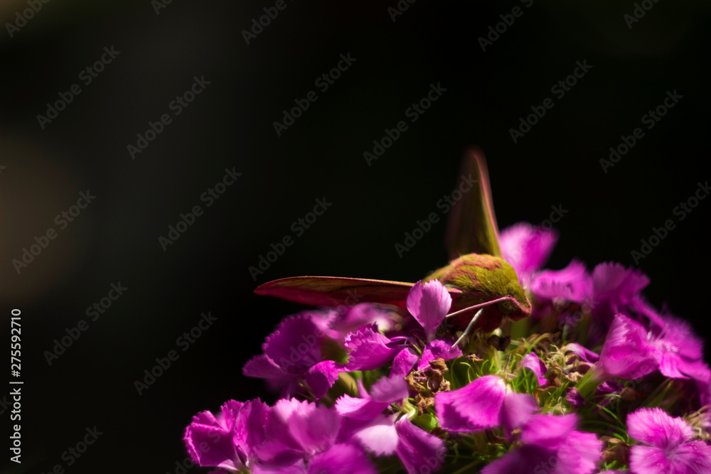Elephant Hawk-moth, Deilephila elpenor is a moth from the Sphingdae ...