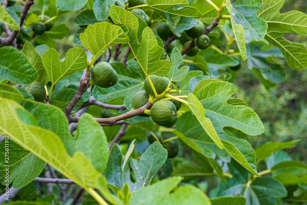 Branches of a fig tree with its figs Stock Photo | Adobe Stock