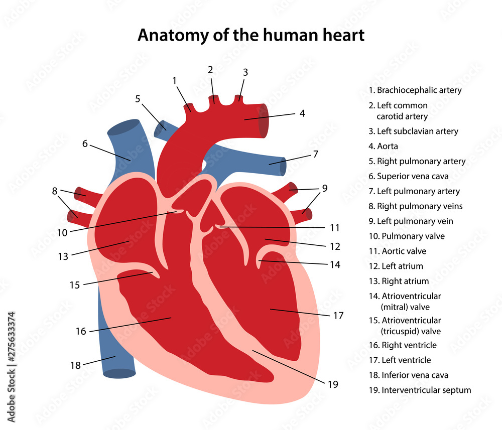 Anatomy of the human heart. Cross sectional diagram of the heart with ...