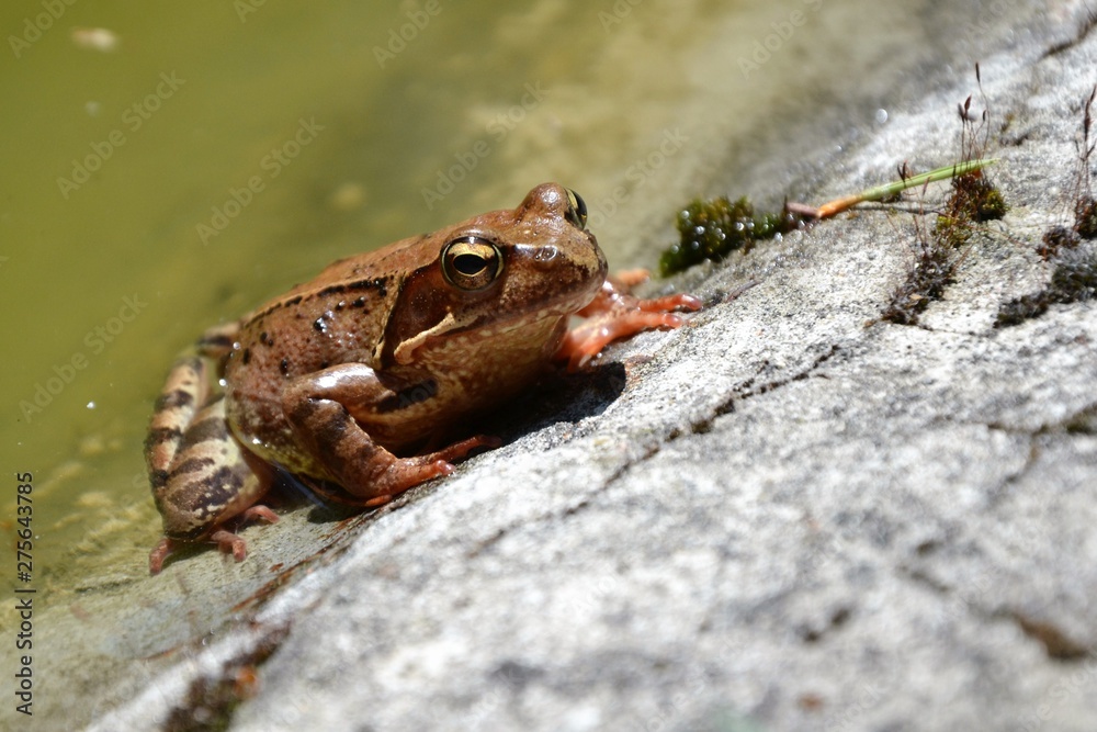 European common brown frog or common frog (Rana temporaria) or moor ...