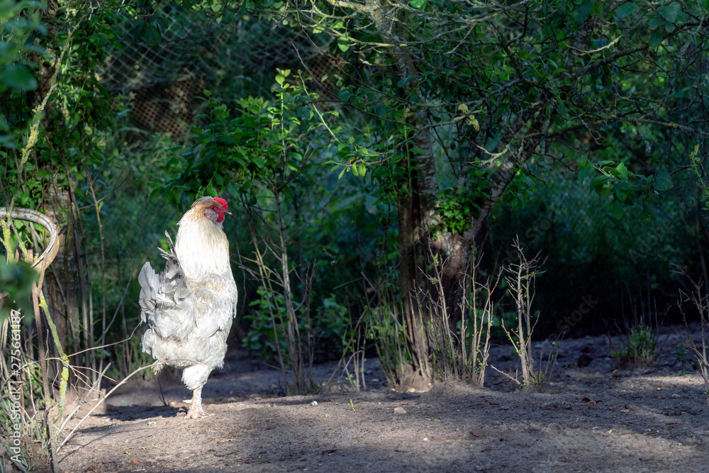 Rooster, also known as a cockerel or cock, an adult male chicken in ...