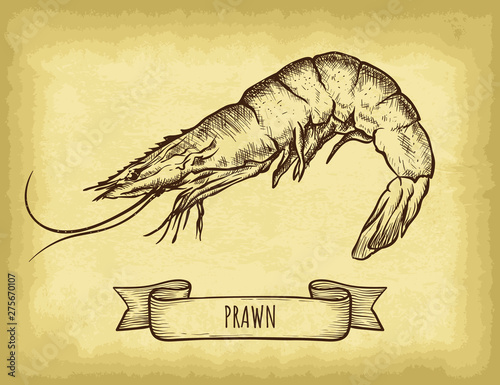 Hand drawn prawn isolated. Old craft paper texture background. Ribbon ...