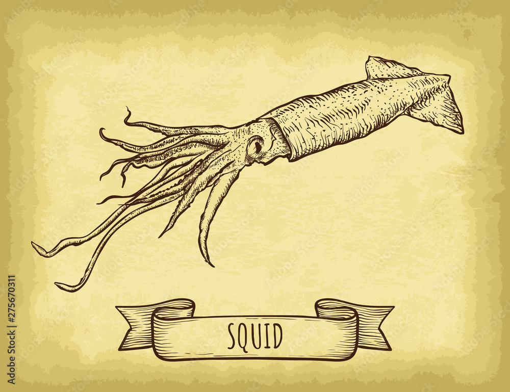 Hand drawn squid isolated. Old craft paper texture background. Ribbon ...