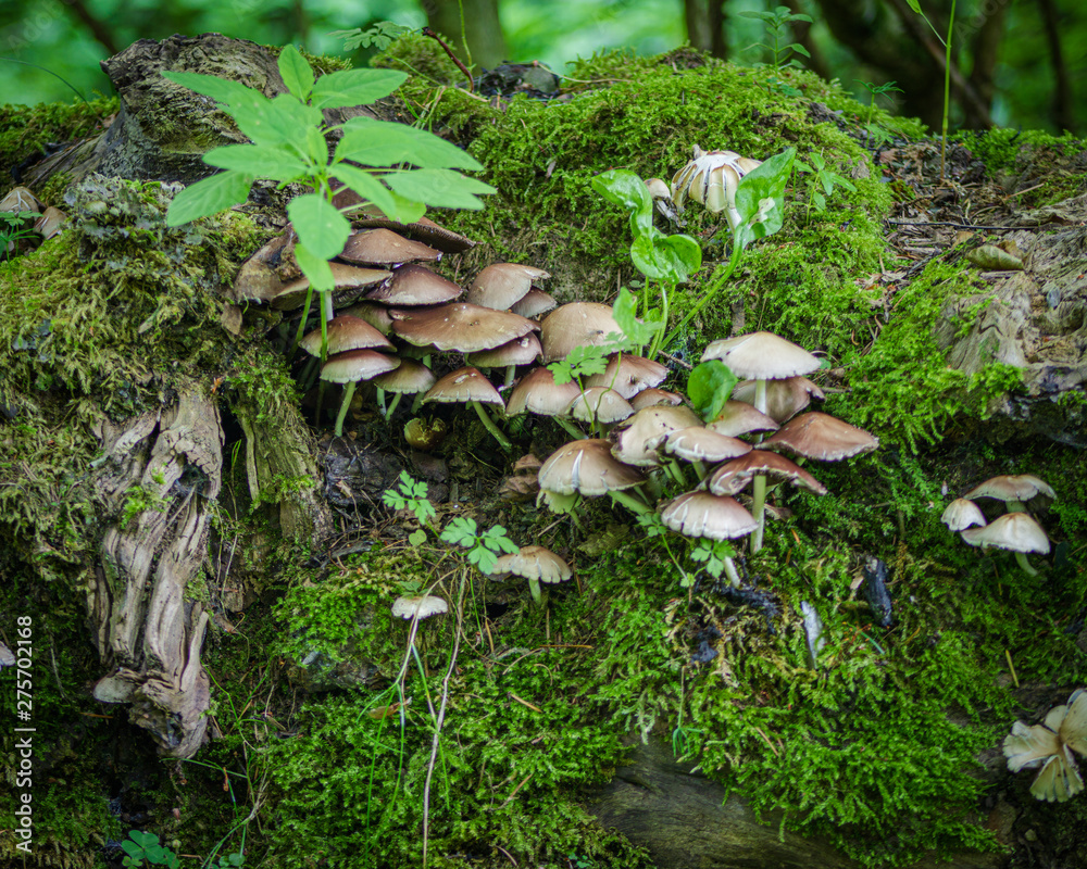 mushroom, natur, wald, pilz, herbst, green, moos, mushroom, pflanze ...