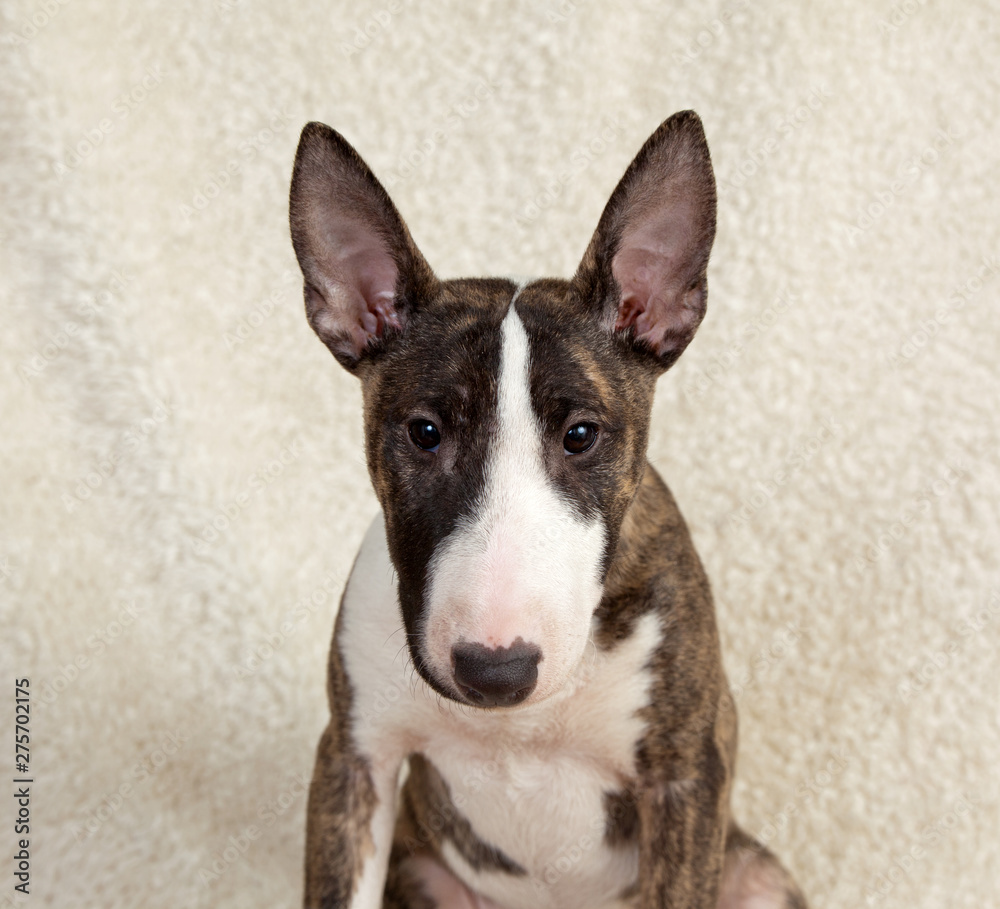 Brown Mini Bull Terrier