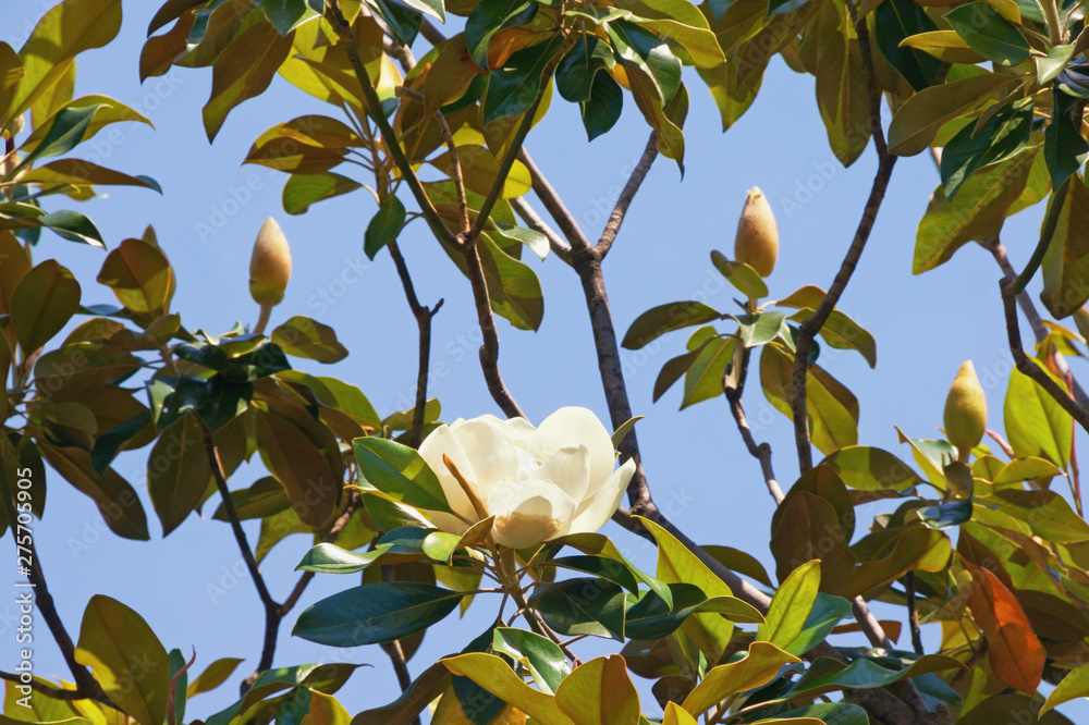 Branches of magnolia ( Magnolia grandiflora ) tree with leaves and ...