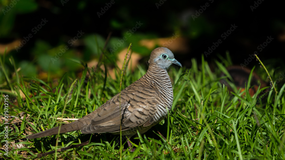 The zebra dove (Geopelia striata) also known as barred ground dove, is ...