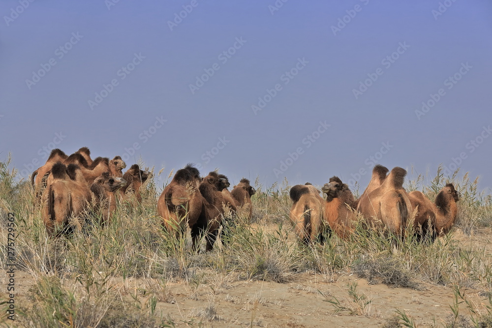 Herd of Bactrian camels-right bank Keriya river. Taklamakan desert-Xinjiang-China-0207 Stock ...