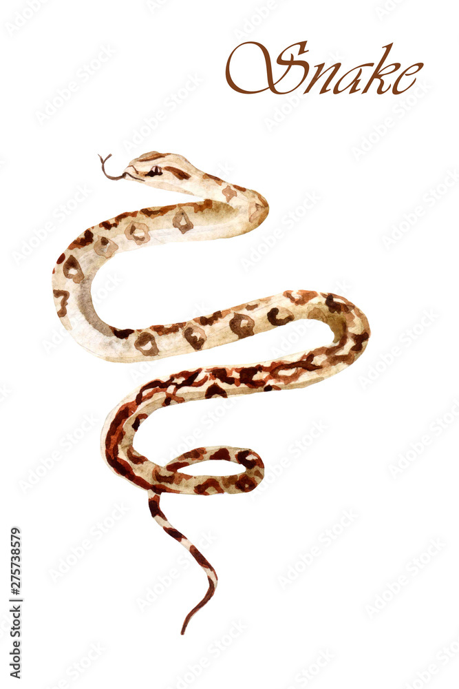 Watercolor snake isolated on a white background Stock Illustration ...