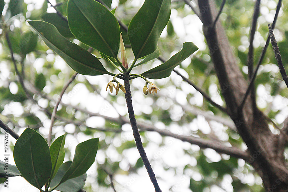 tree, green, nature, leaf, branch, leaves, plant,Rhizophora mucronata ...