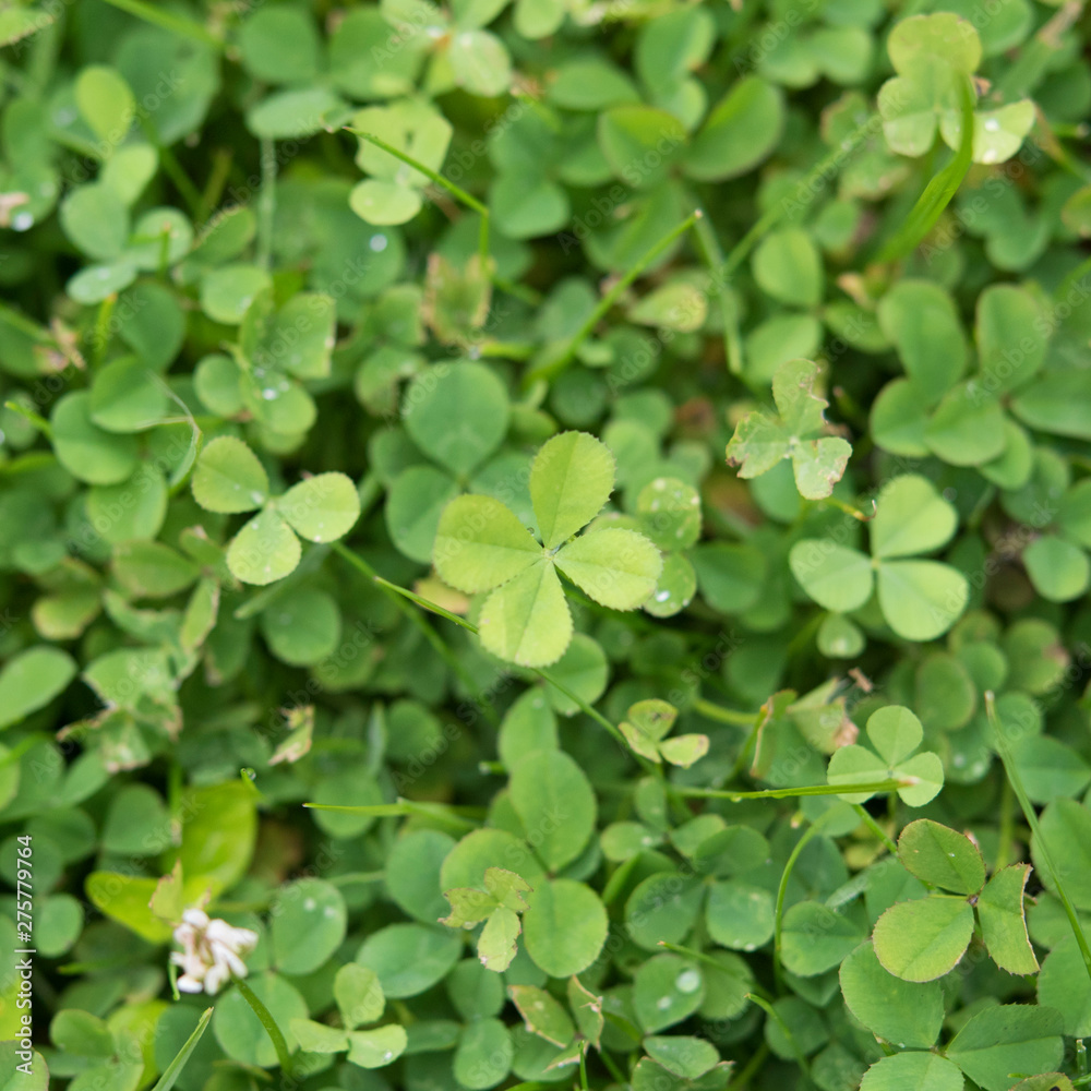 Klee clover vierblättrig Glück vierblättriges kleeblatt four-leaf ...