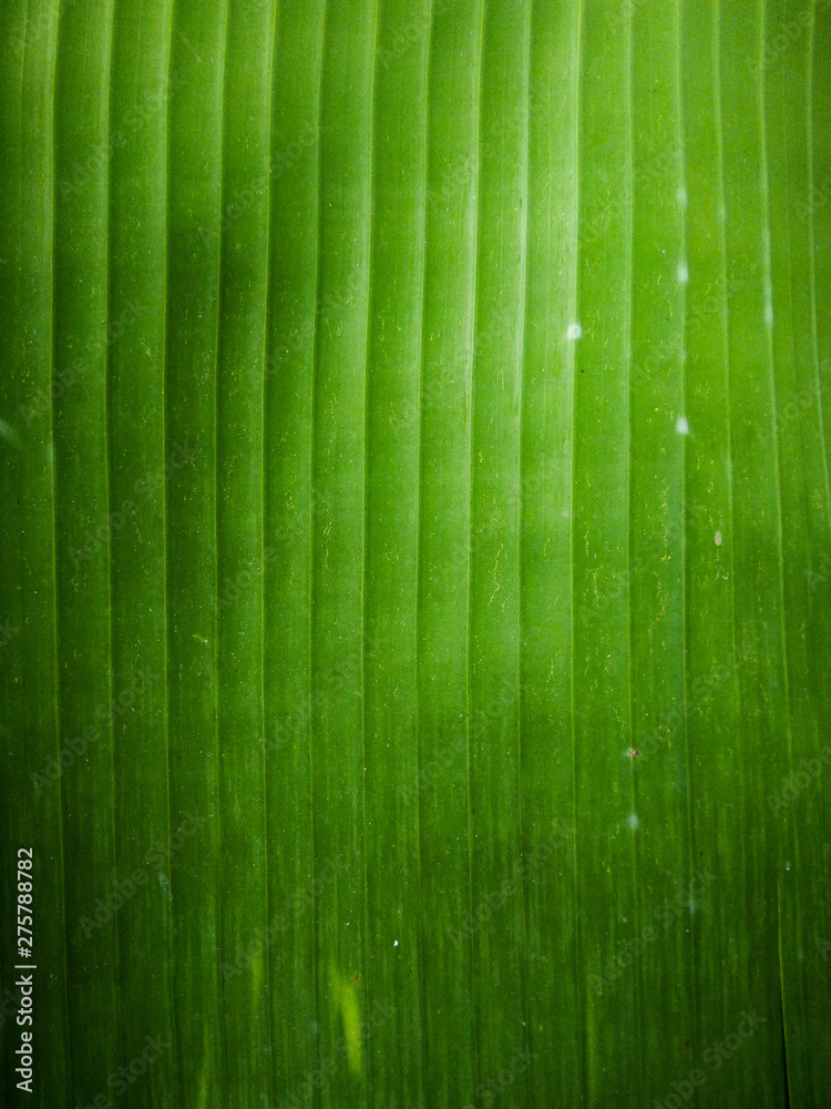 wallpaper of fresh banana leaf background texture ( vazha ela) Stock ...