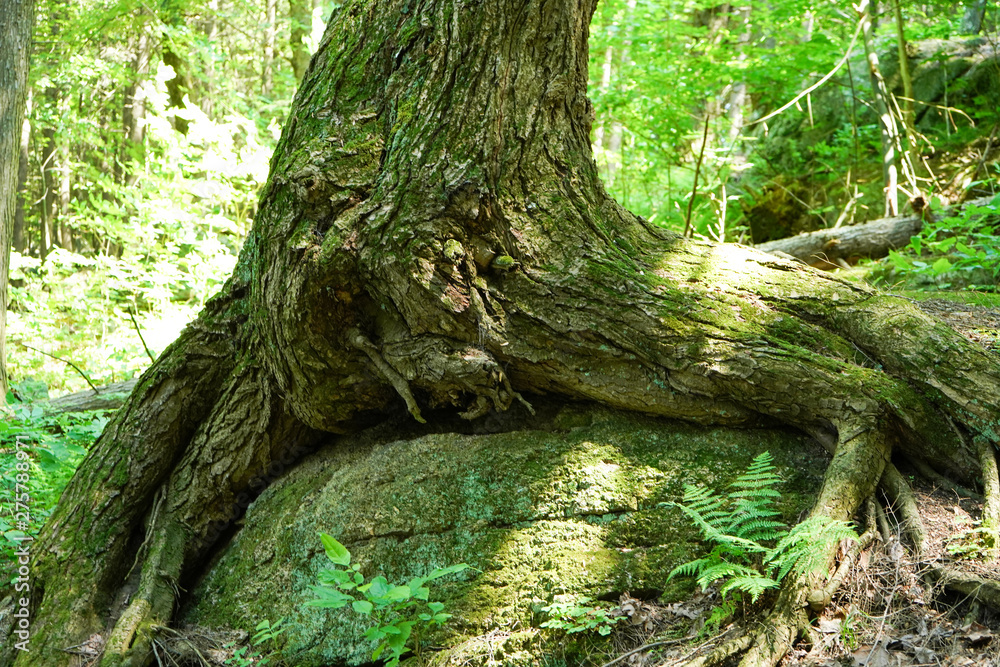 arbre et rocher dans une forêt Stock Photo | Adobe Stock