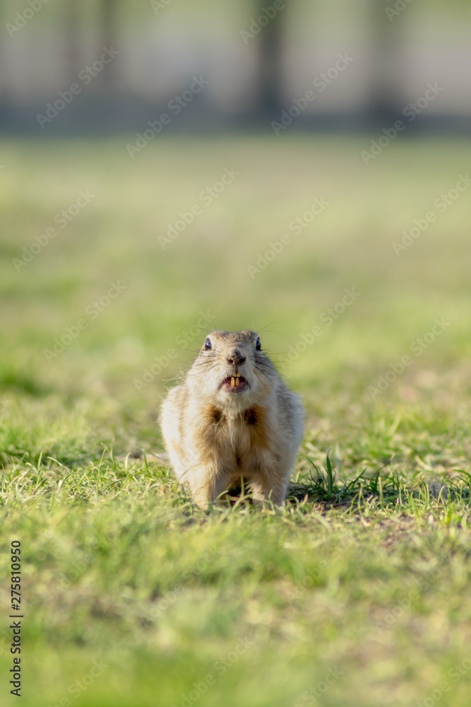 vertical photo of a gopher who looks with emotion of indignation and ...