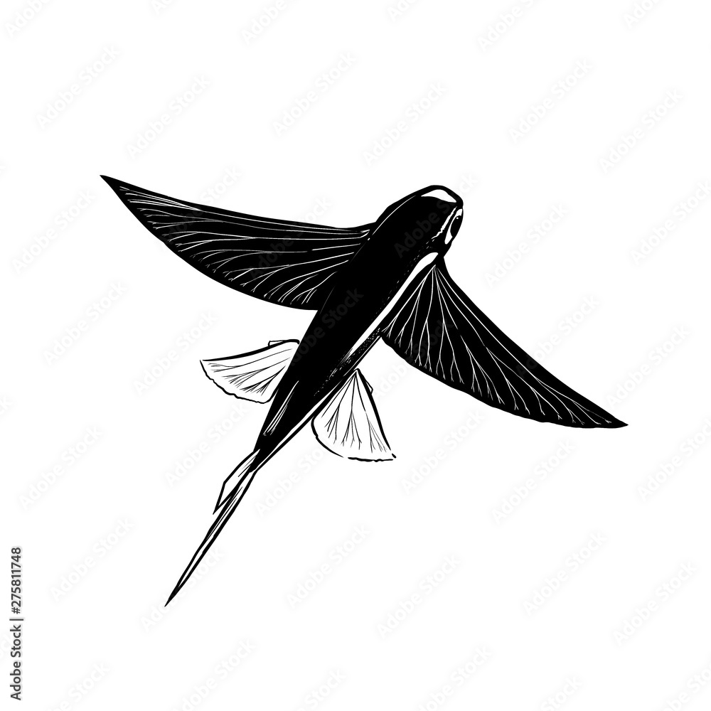 Flying fish Stock Illustration | Adobe Stock