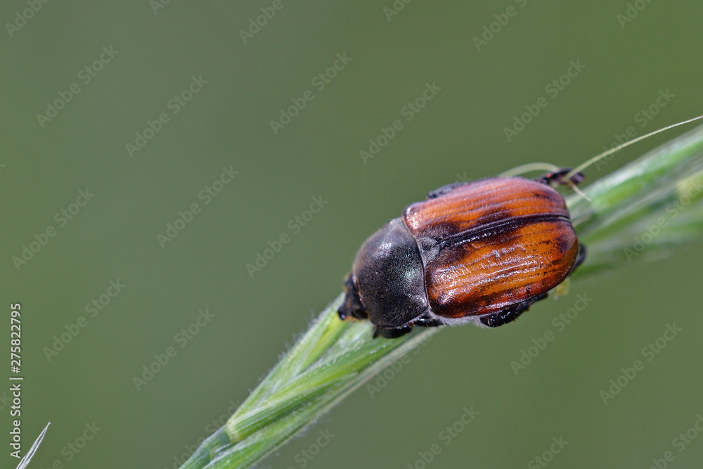 Anisoplia is a genus of shining leaf chafers in the family Scarabaeidae ...