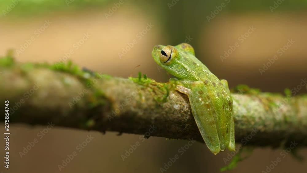 Canal zone tree frog in its natural habitat in the Caribbean lowlands ...