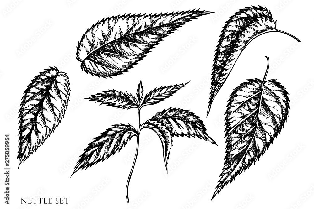 Vector set of hand drawn black and white nettle Stock Vector | Adobe Stock