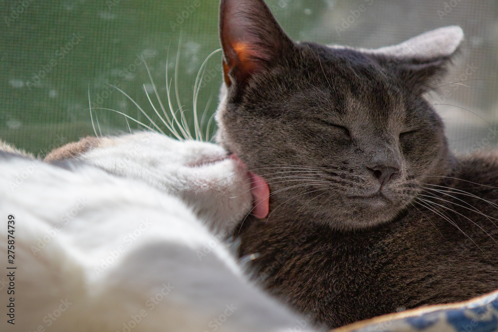 Brotherly love. These two young male cats were from different litters ...