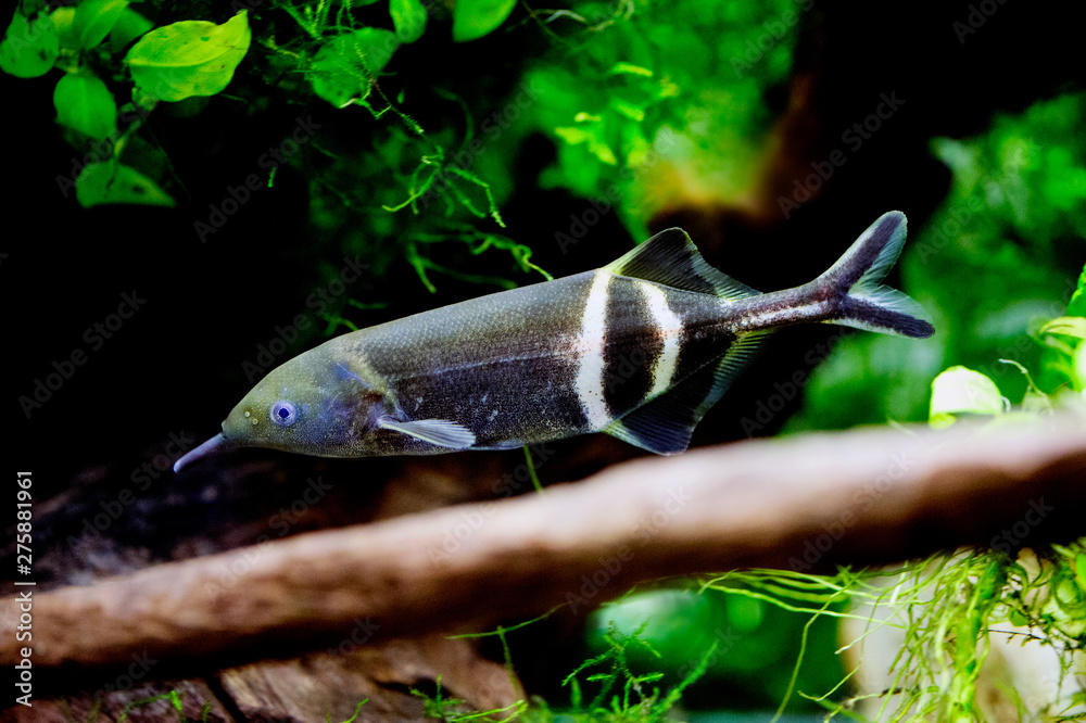 Photo Art Print Gnathonemus petersii Elephant nosed fish Robert