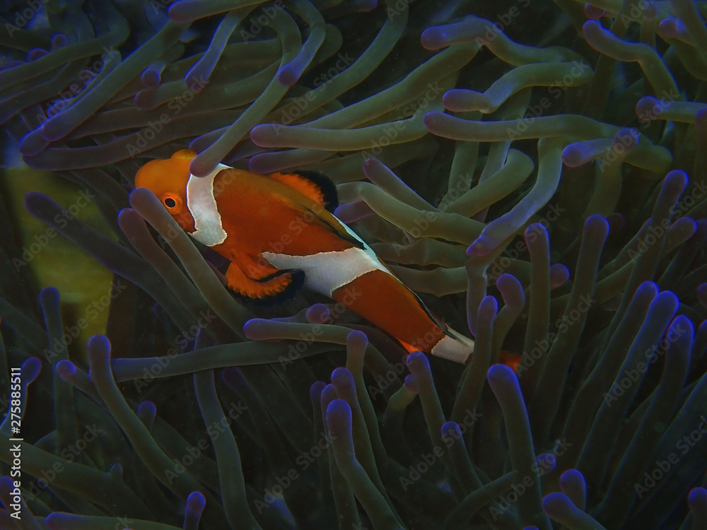 Western Clownfish or Anemonefish during a leisure dive in Tunku Abdul ...